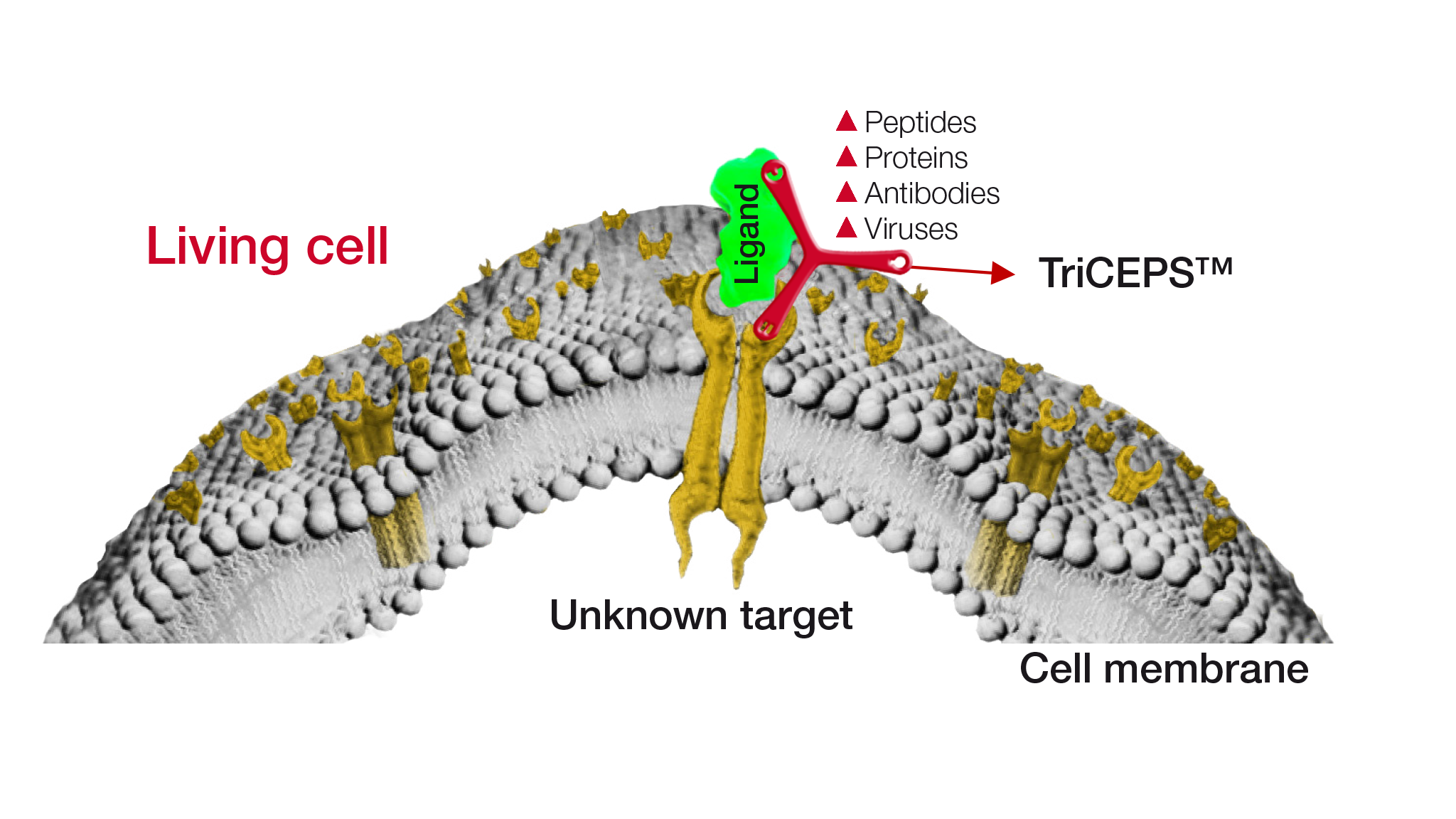 Ligand receptor capture LRC