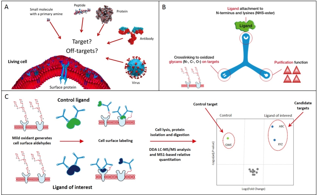 Technologies for targeting the cell surfaceome - Dualsystems Biotech AG