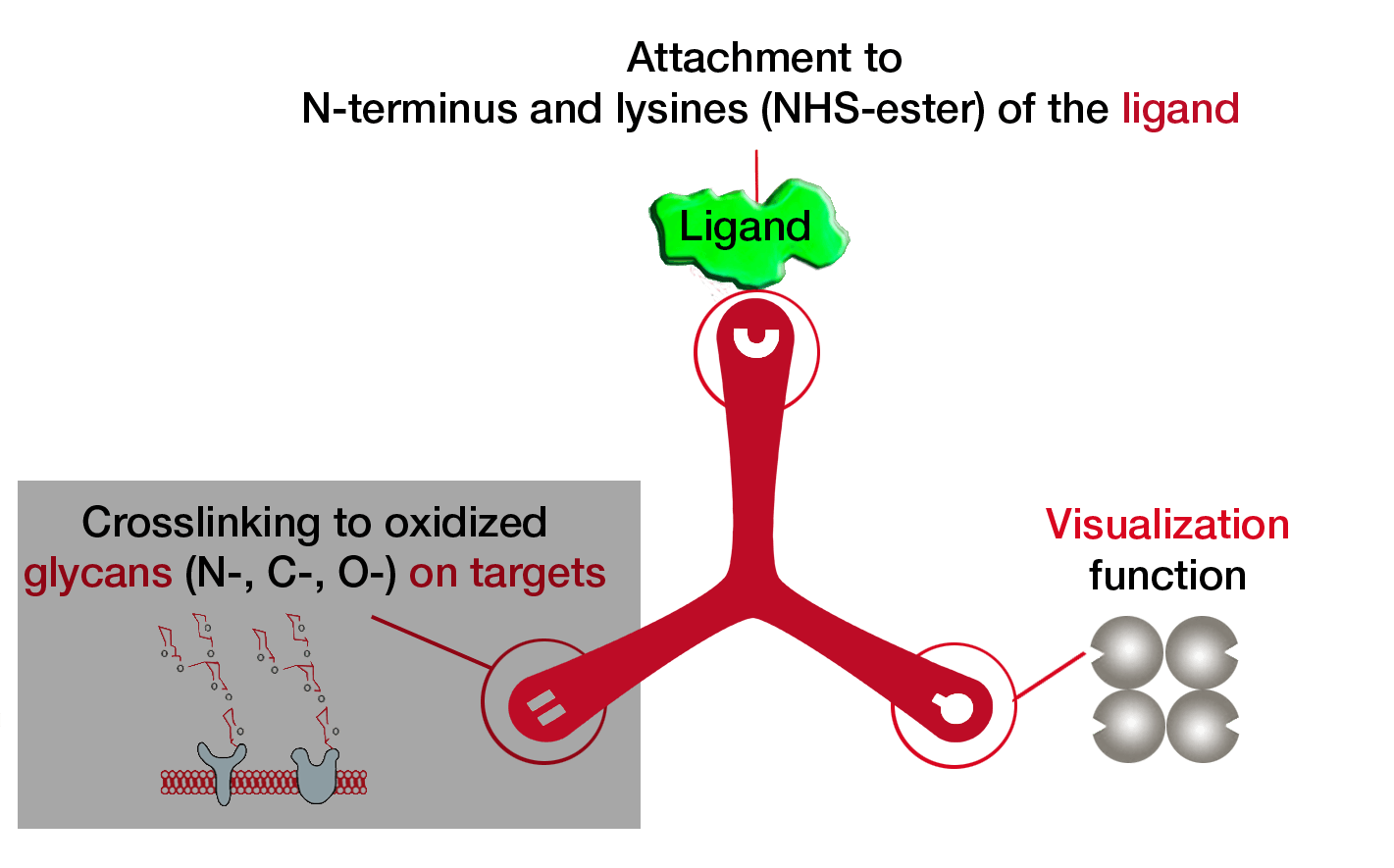How the LRC-TriCEPS technology works